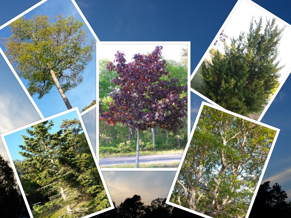 Captivating Trees – Lauri Hawley